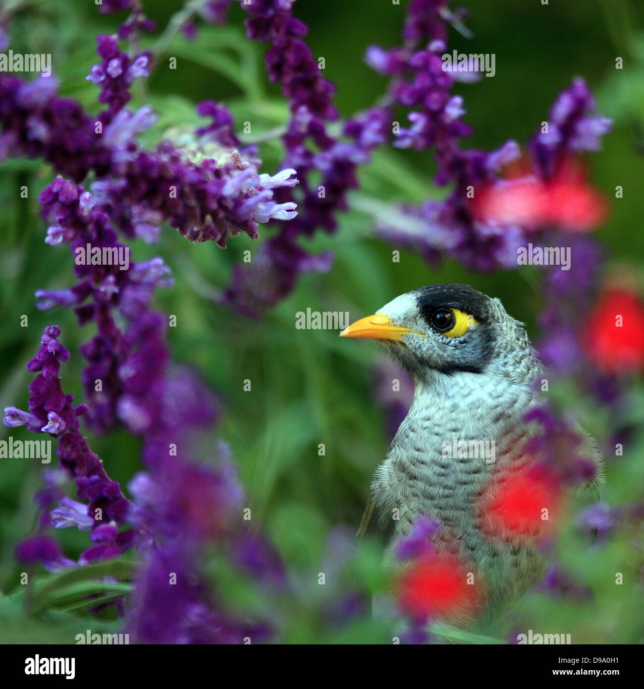 Noisy Minor Bird in Australia Stock Photo - Alamy