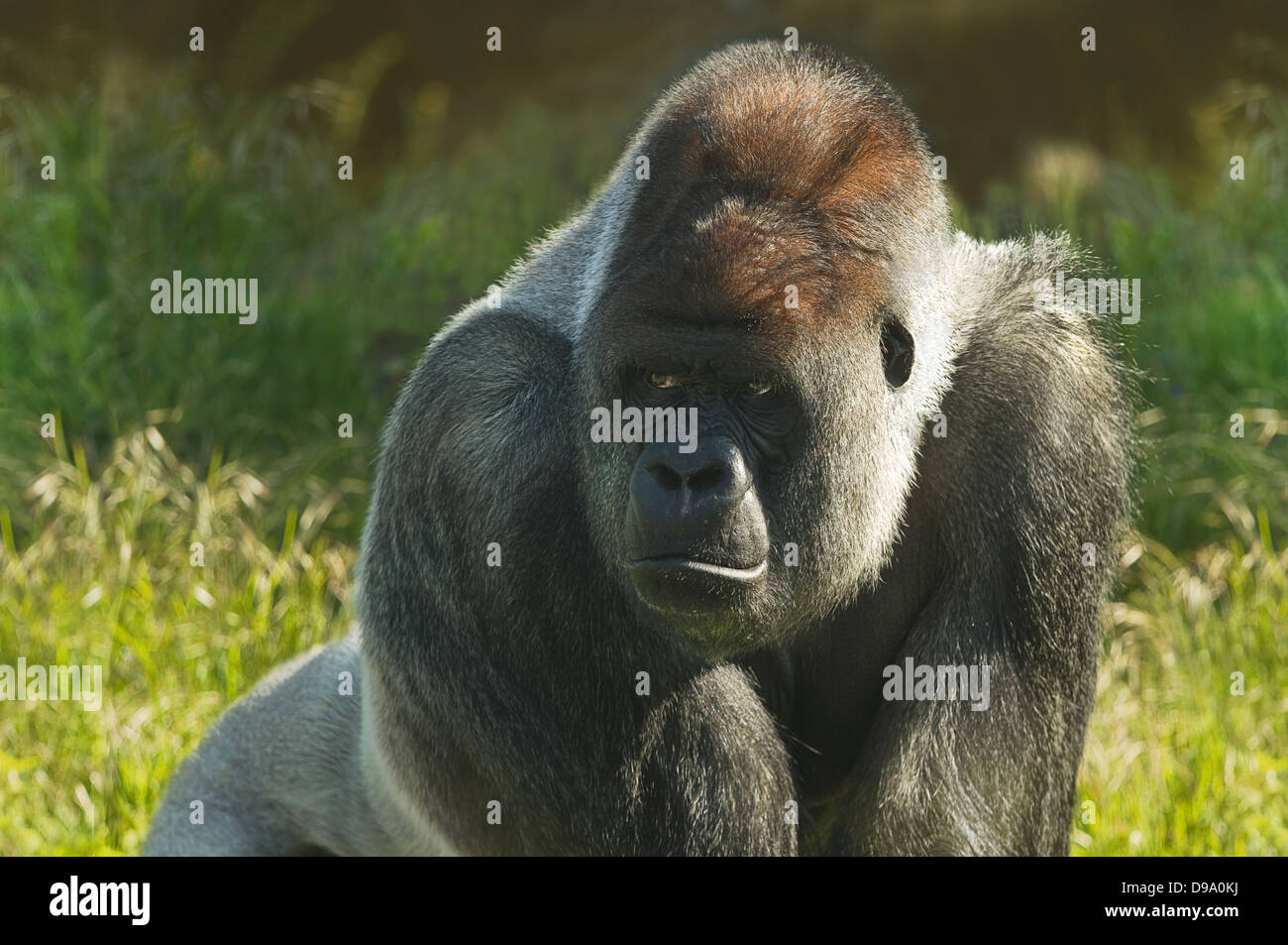 Silverback gorilla standing hi-res stock photography and images - Alamy