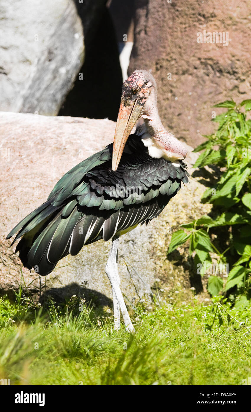Marabou stork hi-res stock photography and images - Alamy