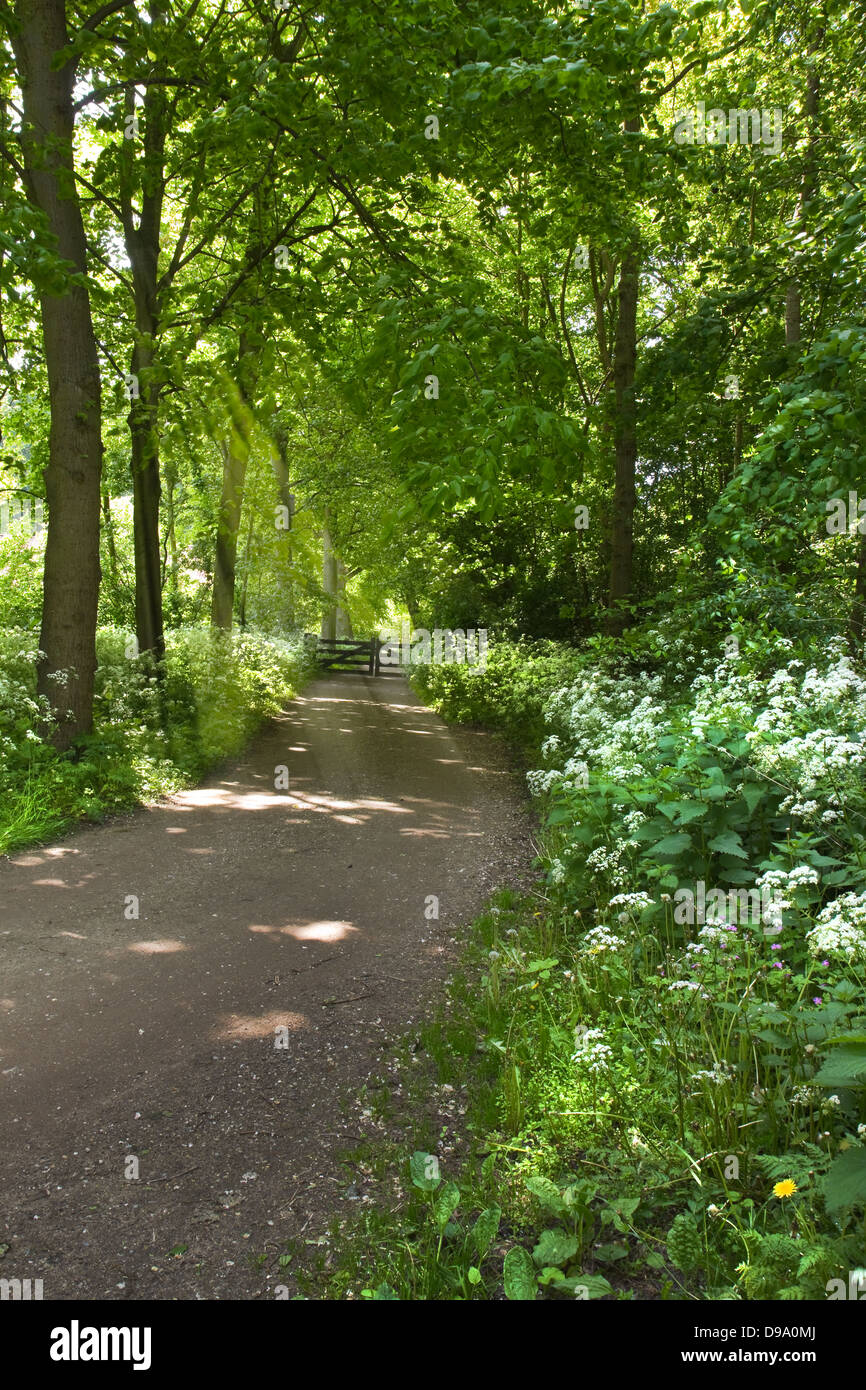 Forest path walking yellow hi-res stock photography and images - Alamy