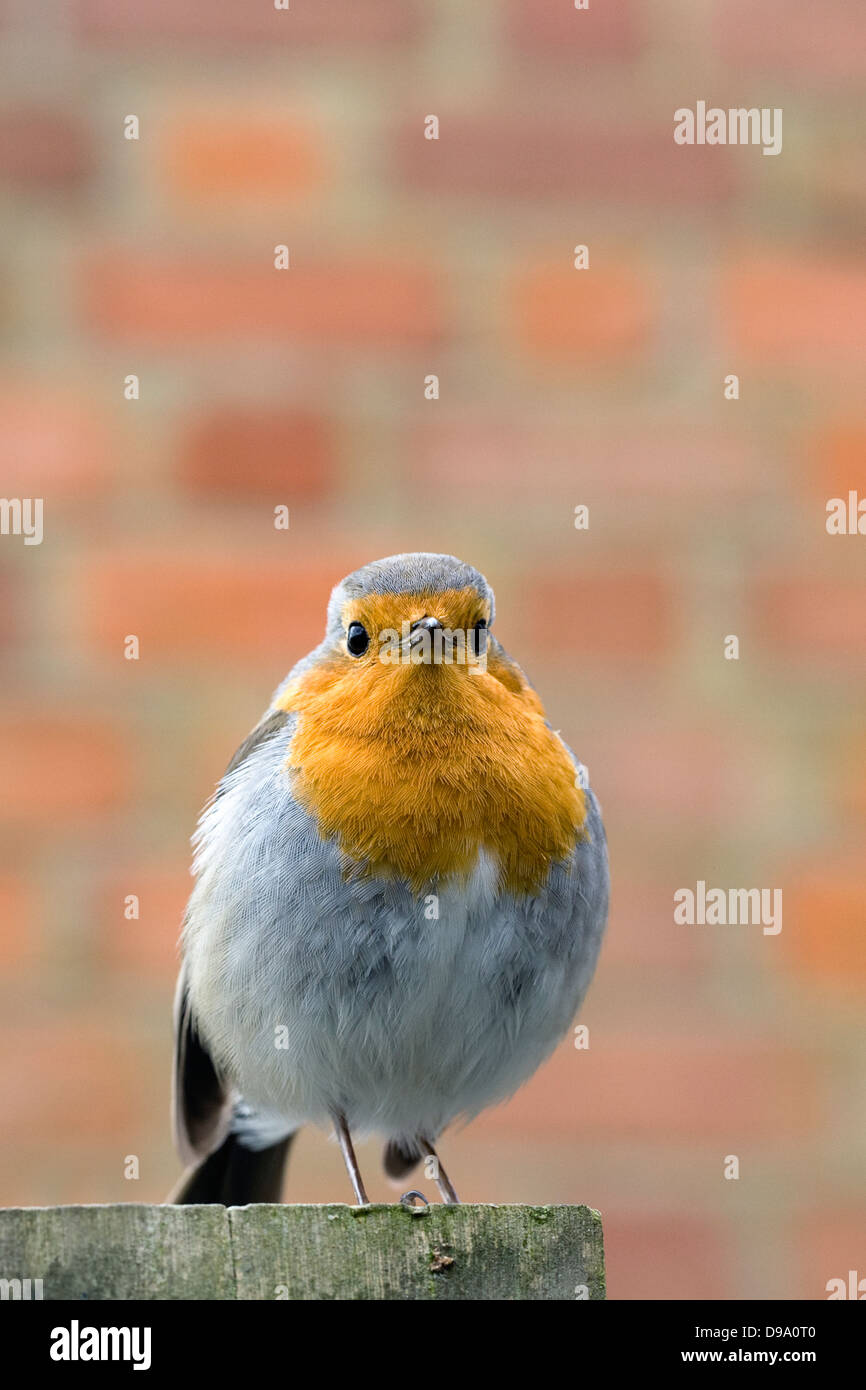 English robin hi-res stock photography and images - Alamy