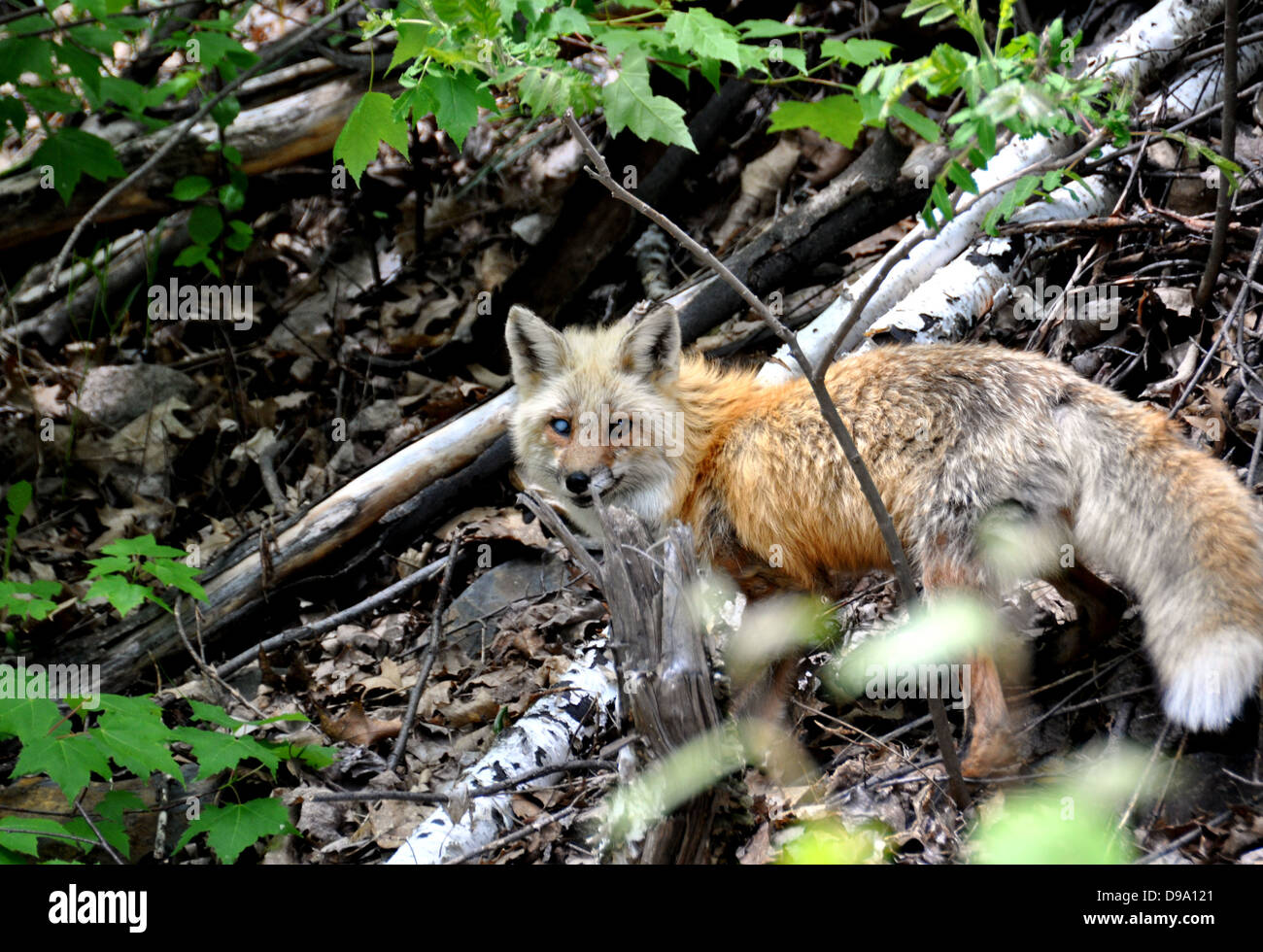 Wild red fox in Northern Ontario forest Stock Photo - Alamy