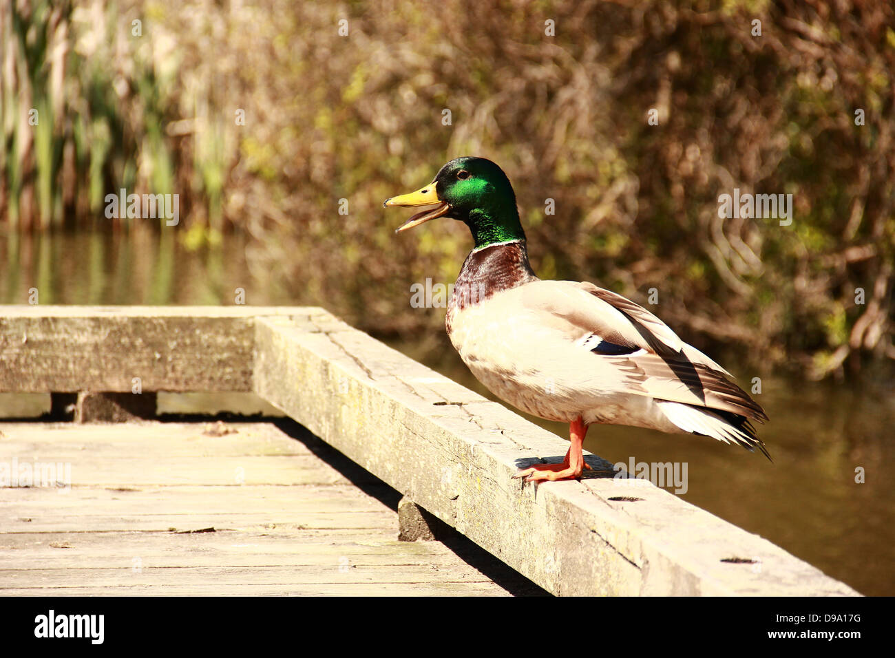 Quack duck hi-res stock photography and images - Alamy