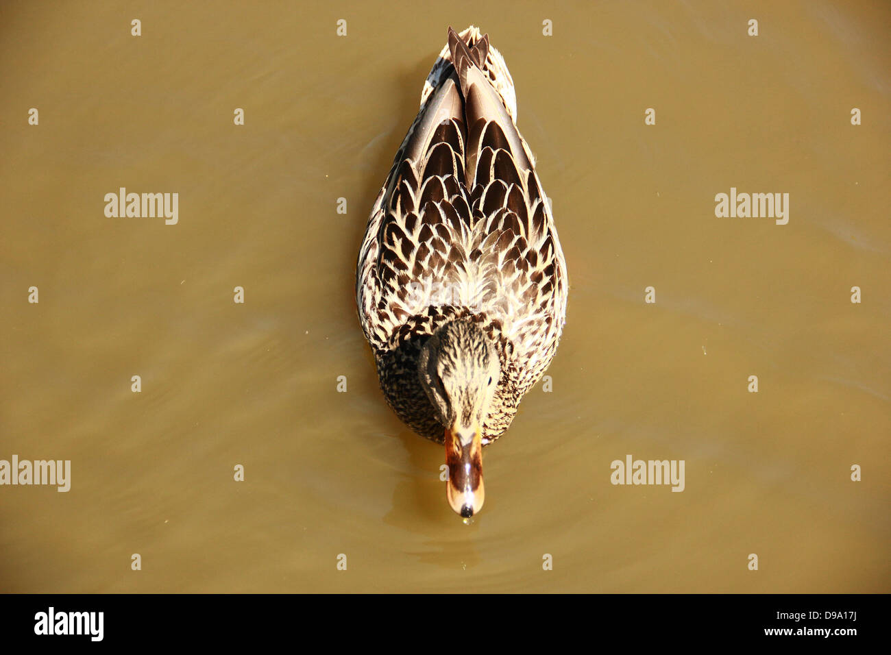 Quack duck hi-res stock photography and images - Alamy