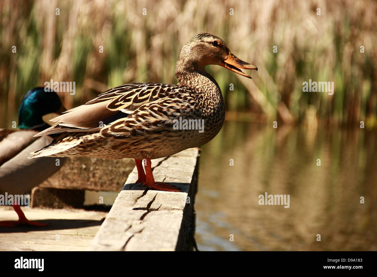 Quack Stock Photo - Alamy