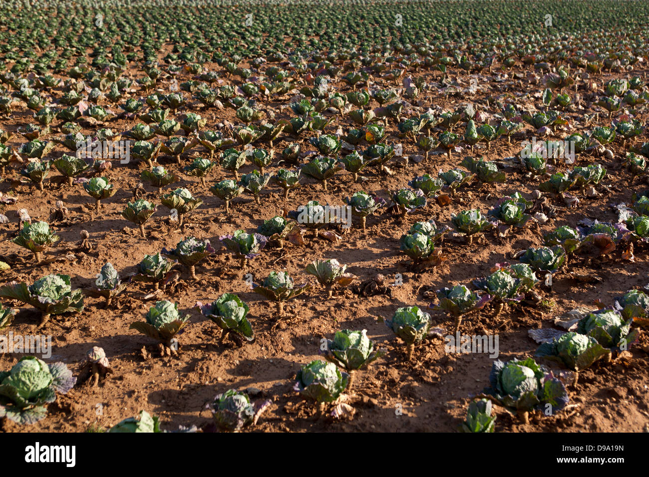 Cabbage patch uk hi-res stock photography and images - Alamy