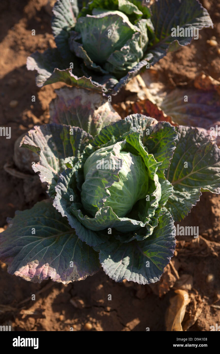 Cabbage field hi-res stock photography and images - Alamy Cabbage field hi-res stock photography and images - Alamy