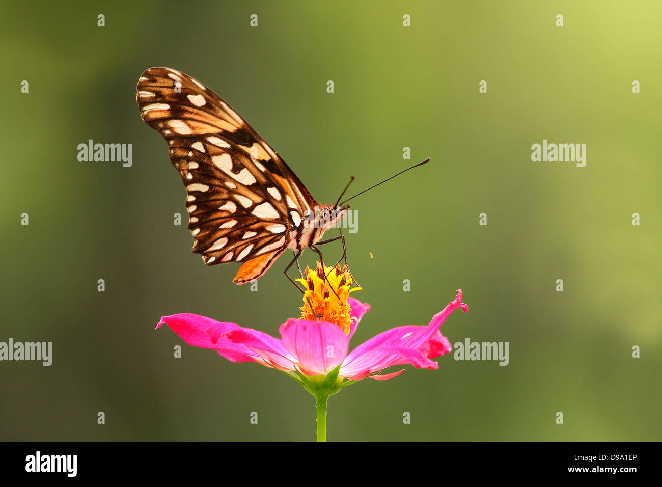 Beautiful butterfly posed on a red flower Stock Photo - Alamy