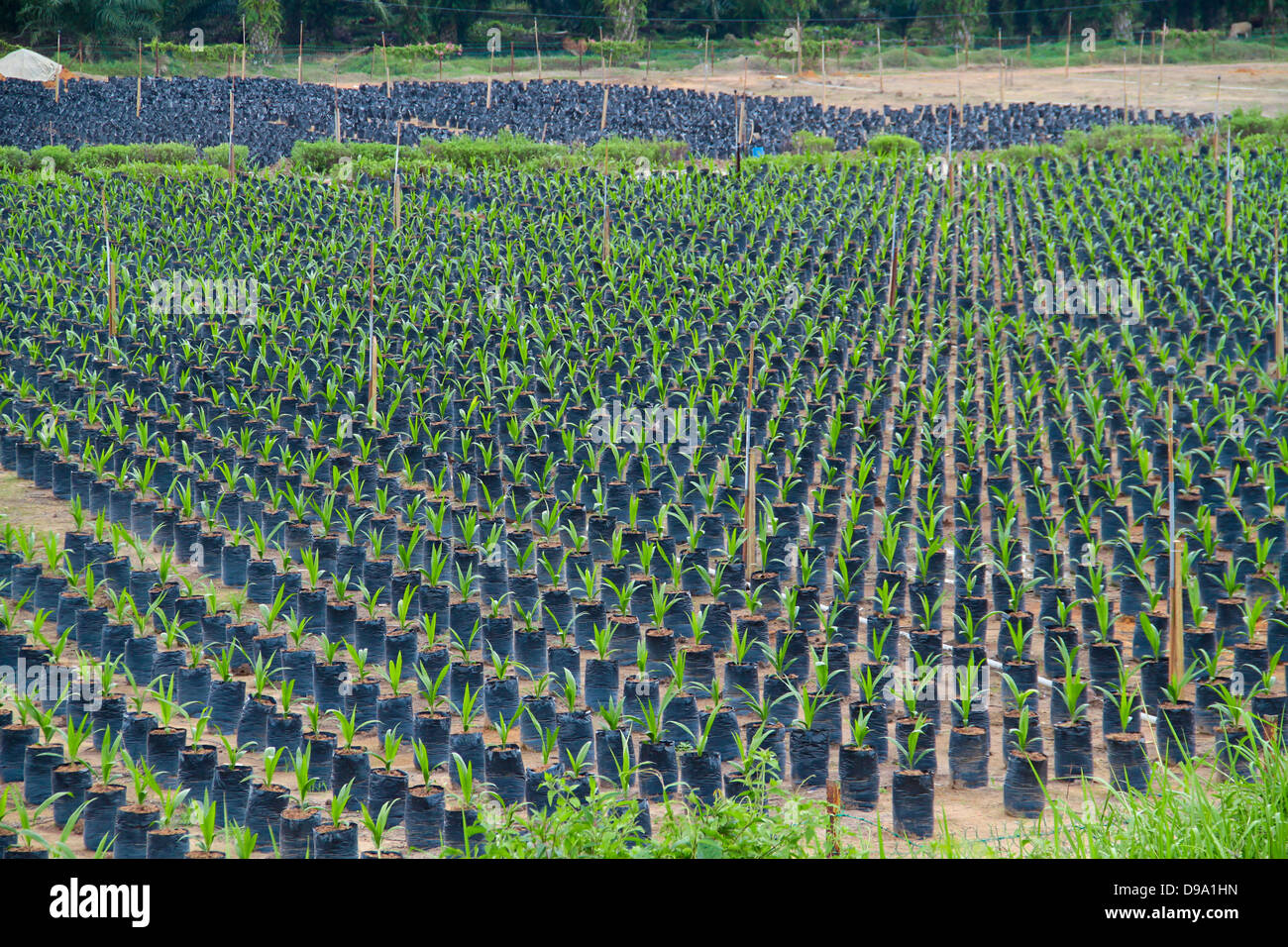 Rows of young trees at the nursery ground Stock Photo - Alamy