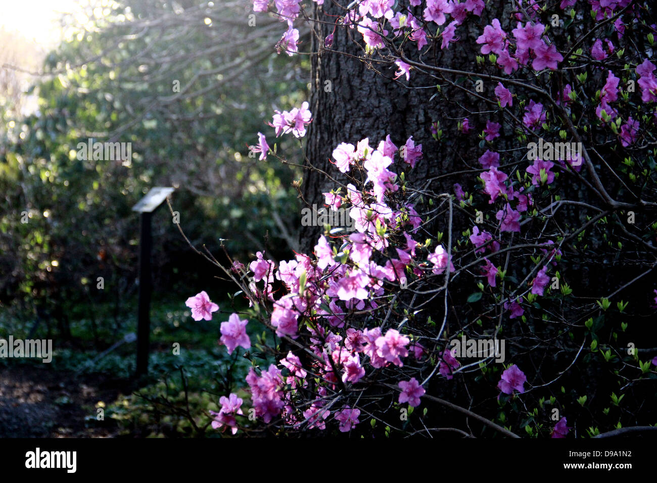 Purple light beam hi-res stock photography and images - Alamy