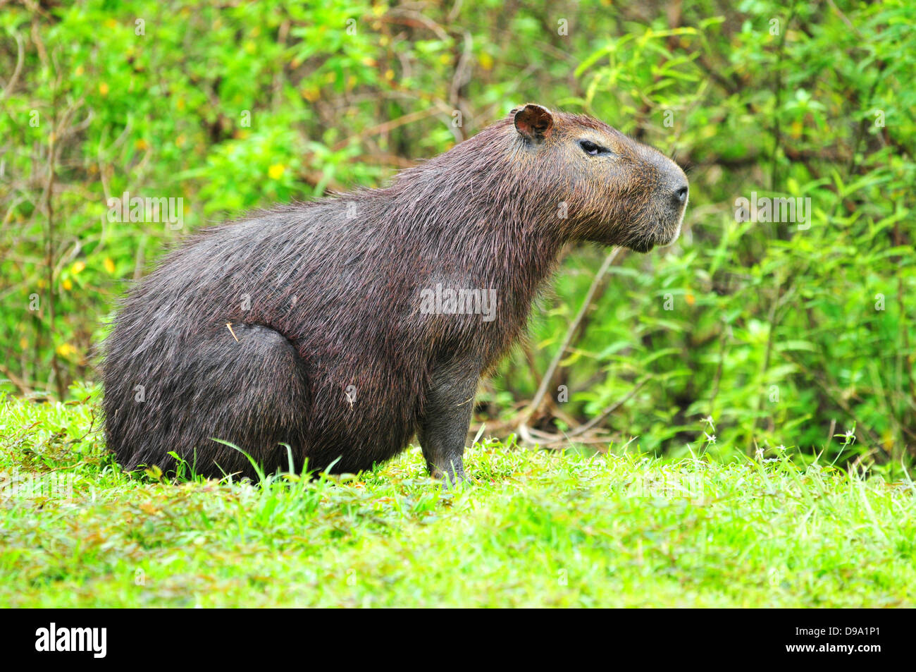 Panama rodent hi-res stock photography and images - Alamy