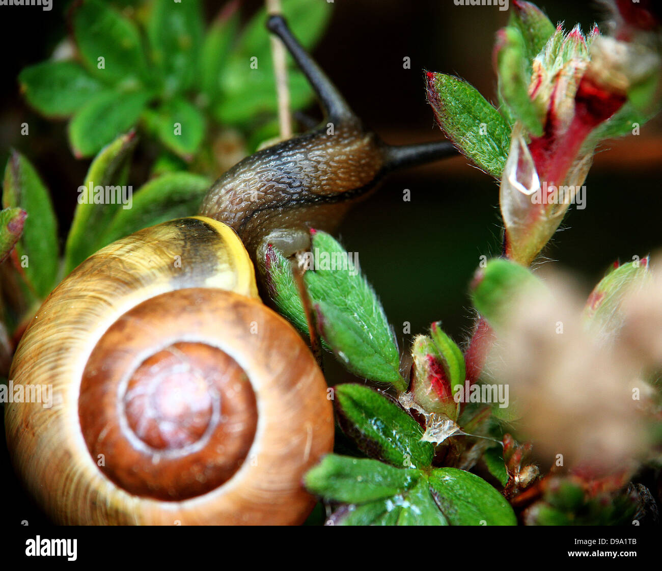 Snails shell hi-res stock photography and images - Alamy