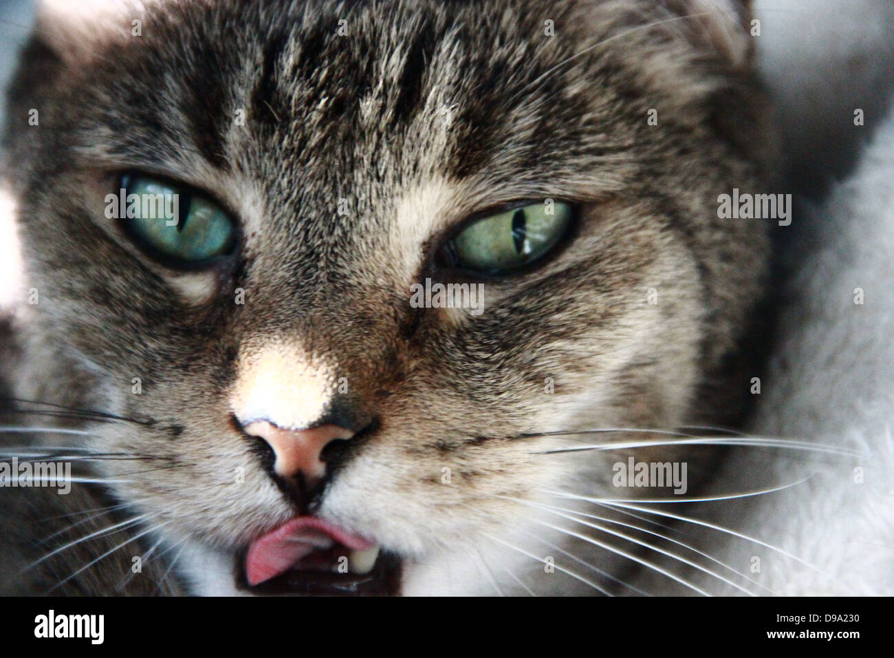 Phoenix eyes hi-res stock photography and images - Alamy