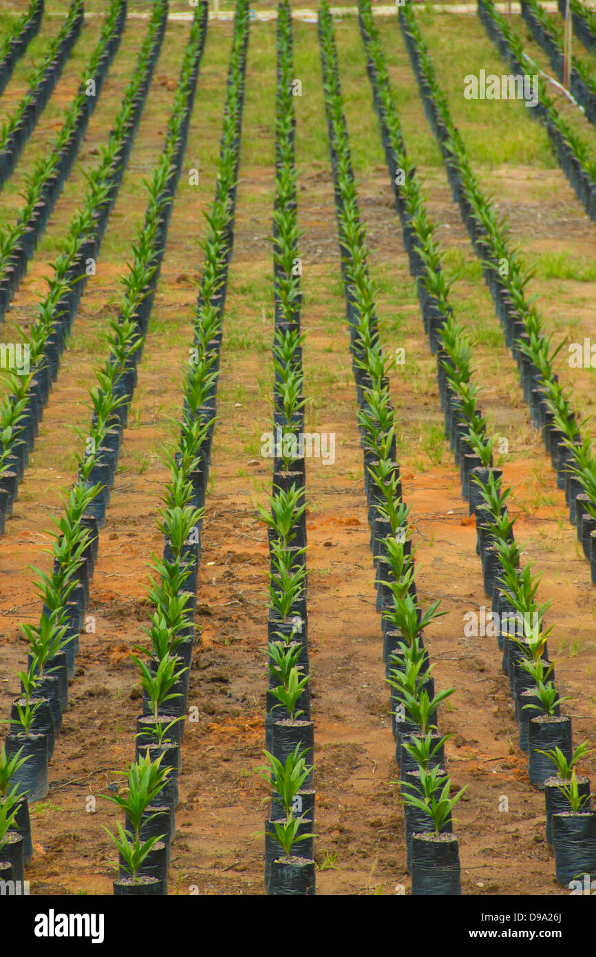 Rows of tree at the nursery plantation Stock Photo - Alamy