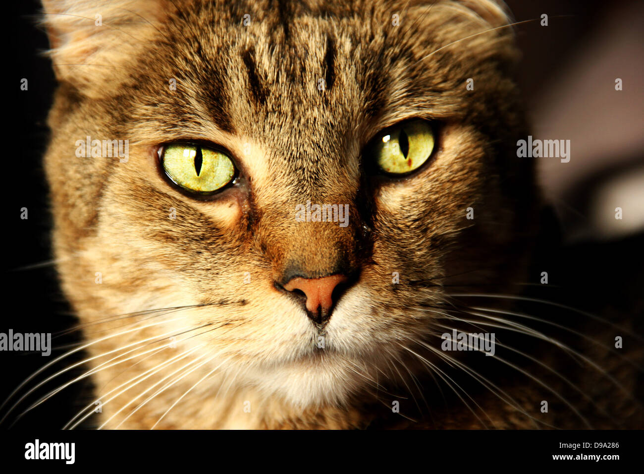 Phoenix eyes hi-res stock photography and images - Alamy