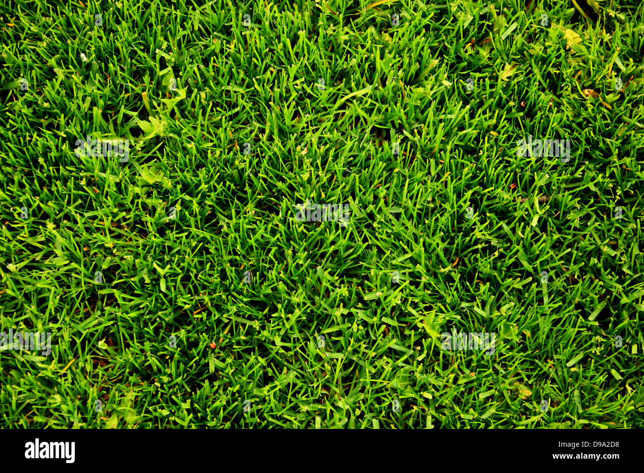 Lawn long short grass hi-res stock photography and images - Alamy