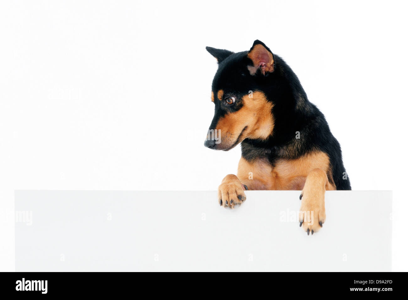Cute dog above billboard, portrait Stock Photo - Alamy