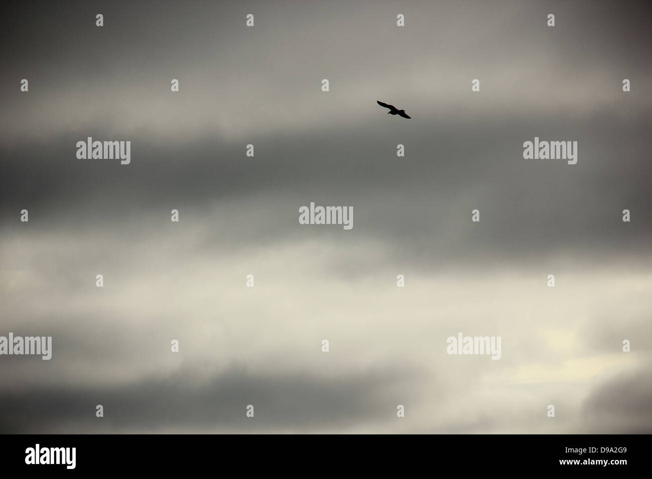 Soaring birds hi-res stock photography and images - Alamy
