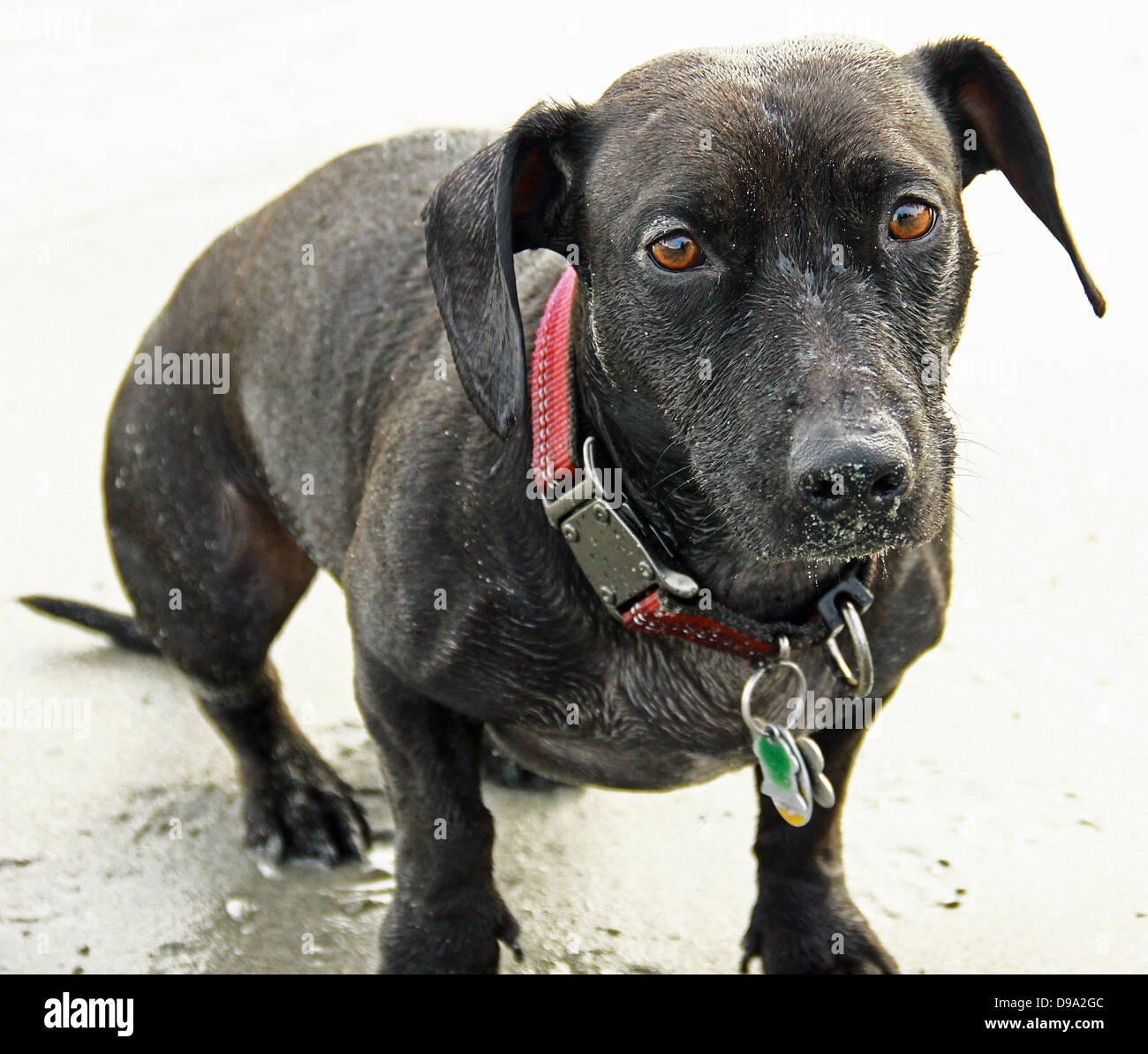 Walking small black dog hi-res stock photography and images - Alamy