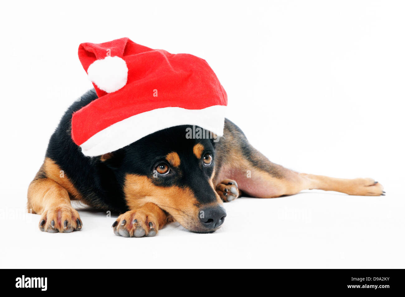 Cute dog wearing Santa hat, portrait Stock Photo - Alamy