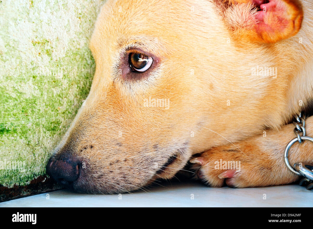Canine expressions hi-res stock photography and images - Alamy