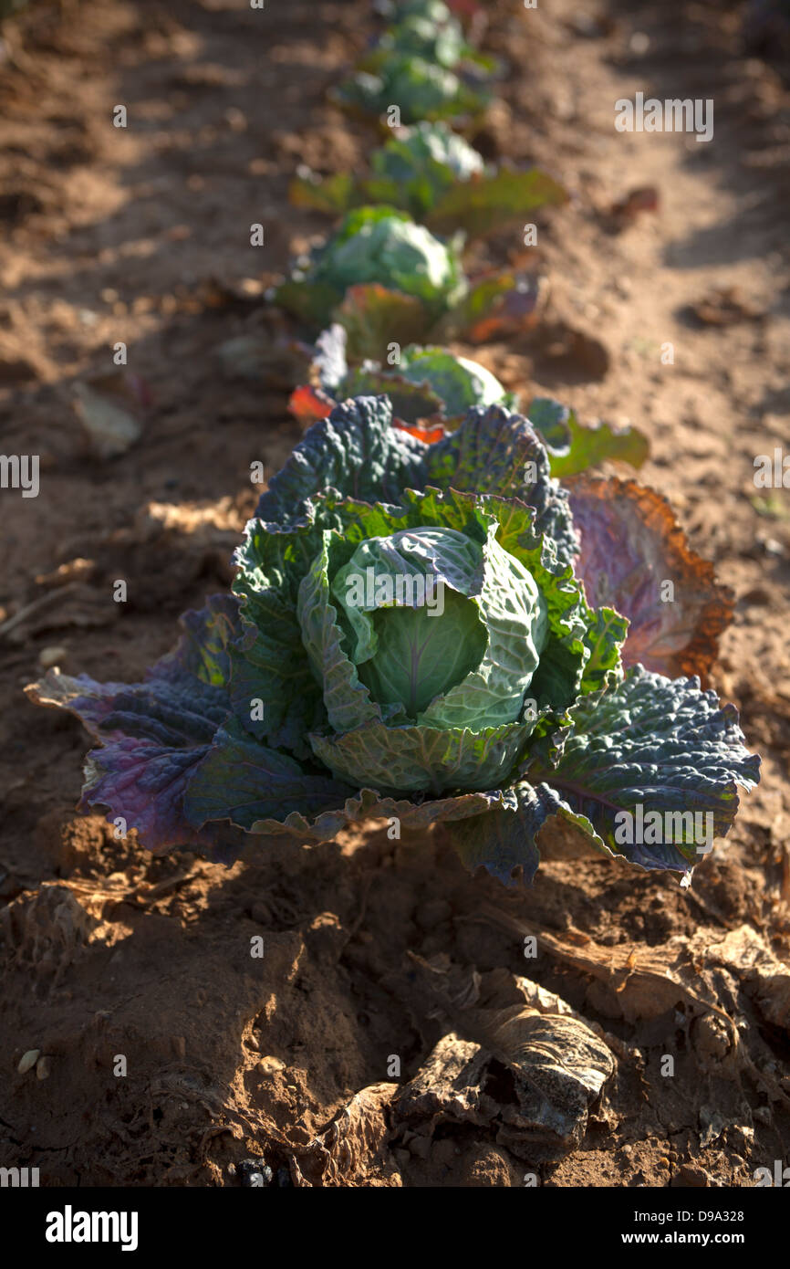 Cabbage Growing in field Stock Photo - Alamy