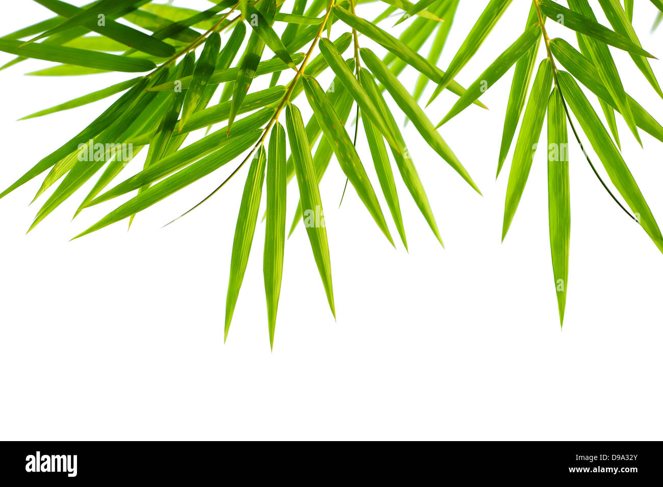 Bamboo and leaf hi-res stock photography and images - Alamy