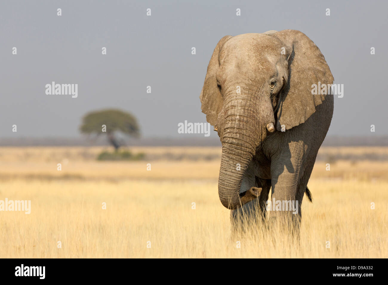 African Bush Elephant, African Savanna Elephant, Afrikanischer Elefant ...