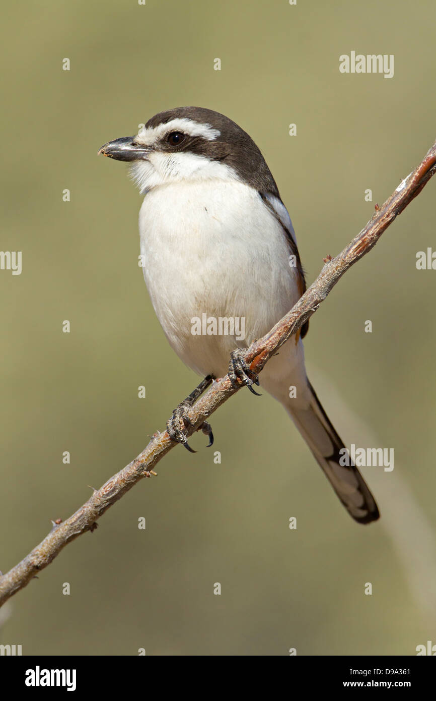 Common shrike hi-res stock photography and images - Alamy