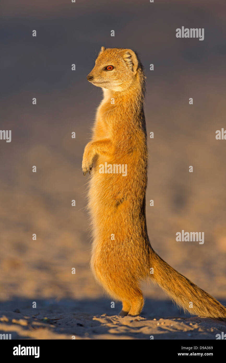 Yellow mongoose hi-res stock photography and images - Alamy
