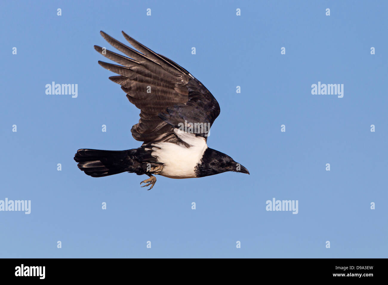 Pied Crow, Corvus albus, Schildrabe Stock Photo - Alamy