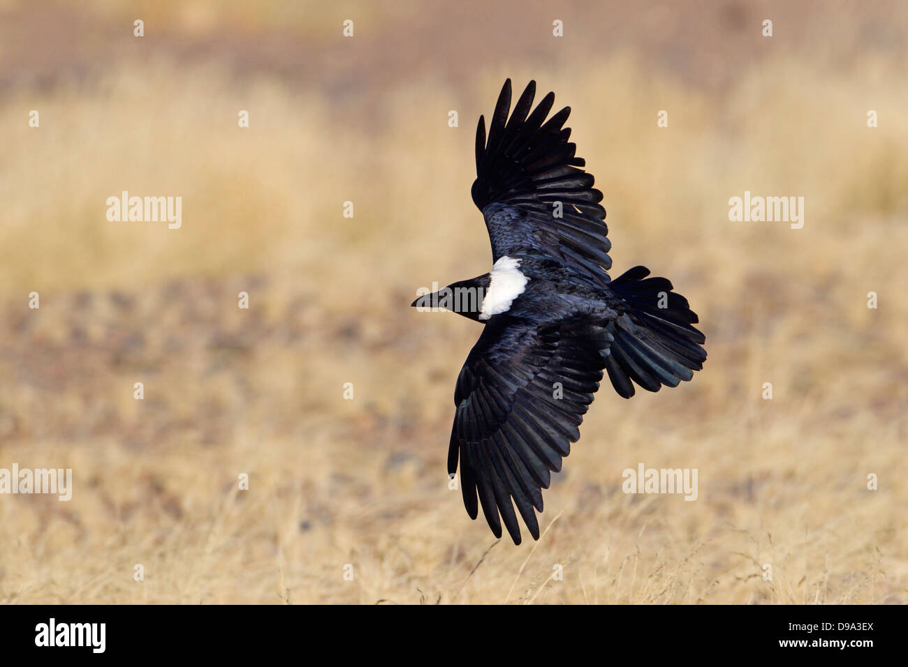 Pied Crow, Corvus albus, Schildrabe Stock Photo - Alamy