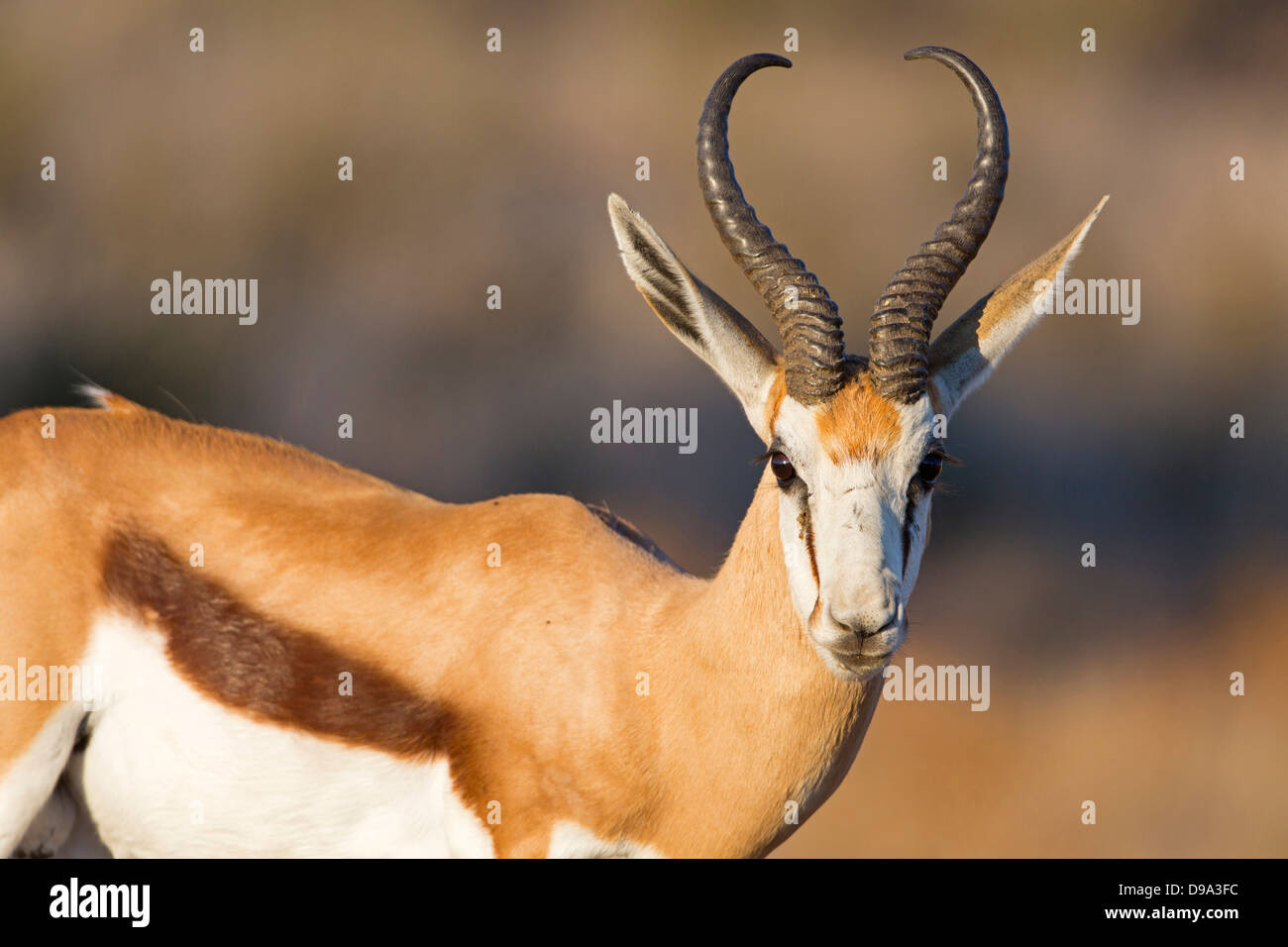 Springbock, Springbok, Antidorcas marsupialis Stock Photo - Alamy