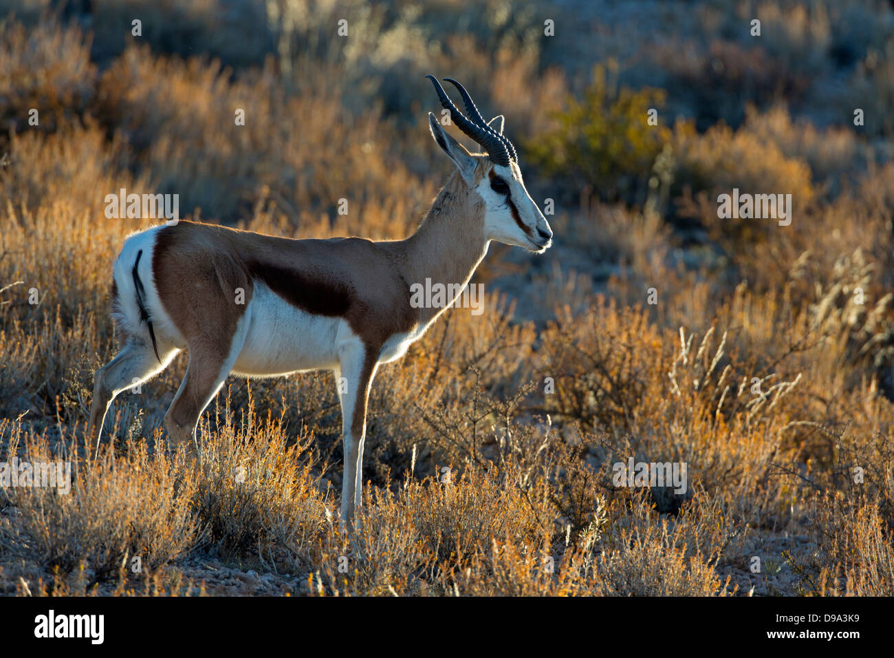 Springbock, Springbok, Antidorcas marsupialis Stock Photo - Alamy