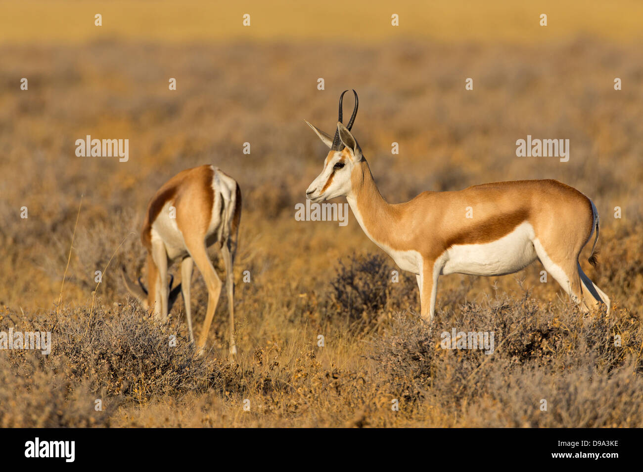 Springbock hi-res stock photography and images - Alamy