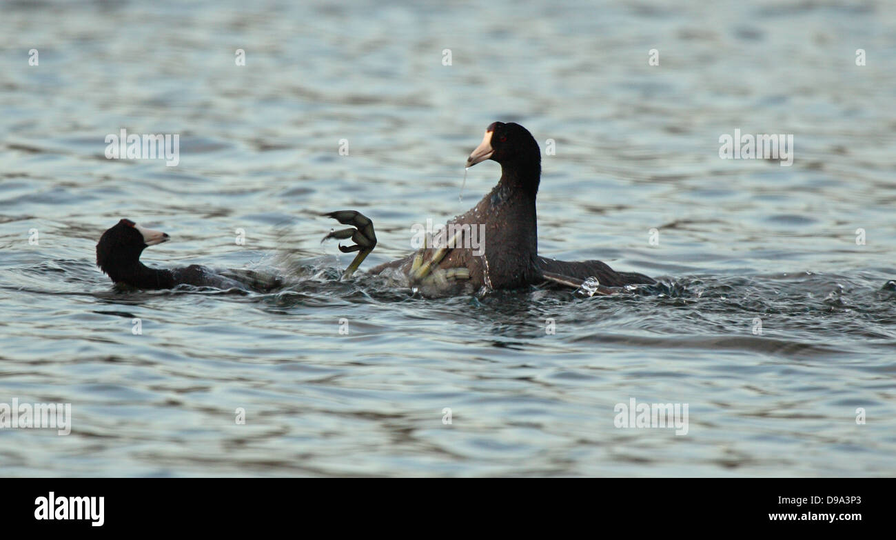 American Coots in a battle of foot and claw Stock Photo - Alamy