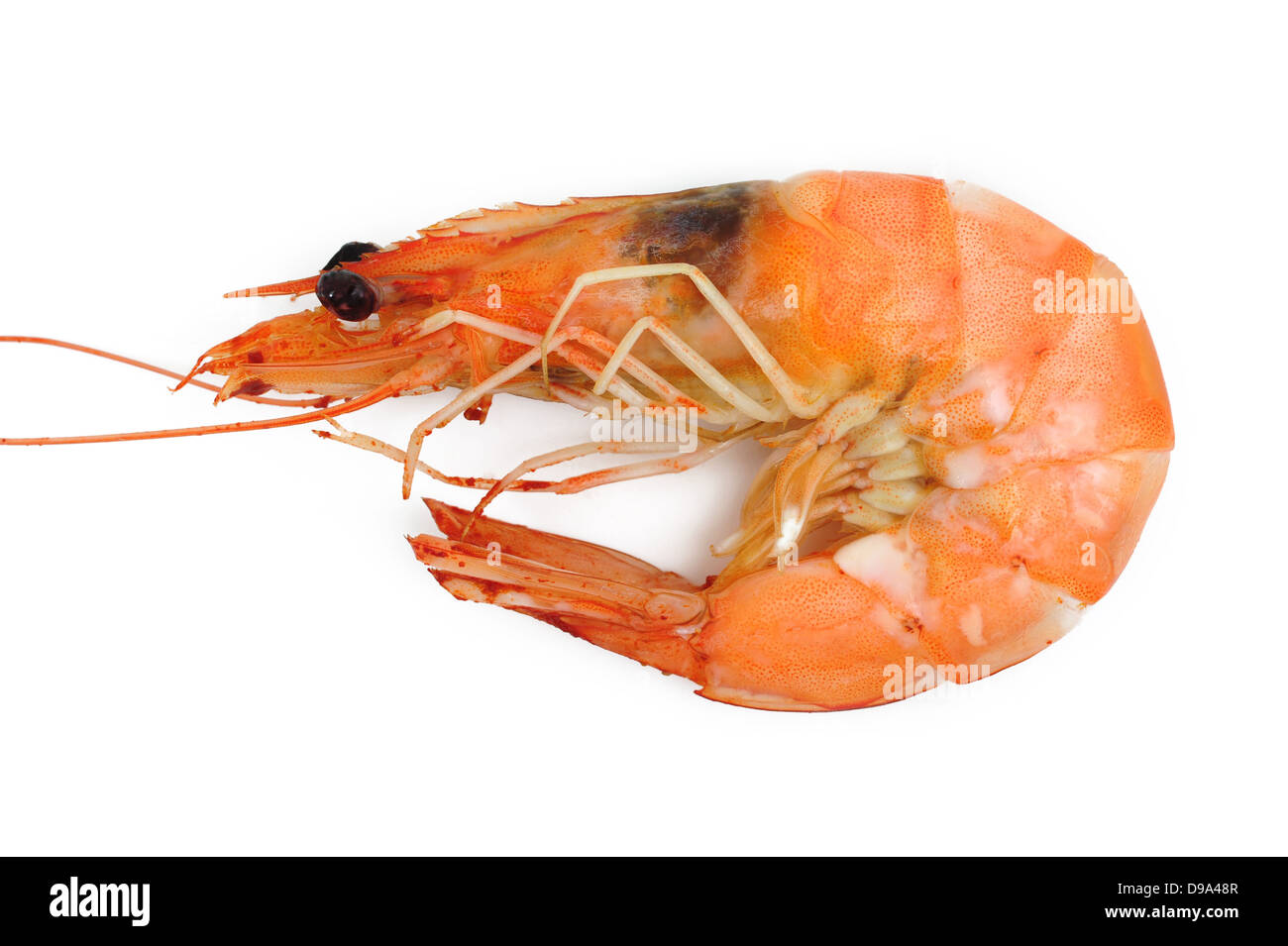 Prawn seafood hi-res stock photography and images - Alamy