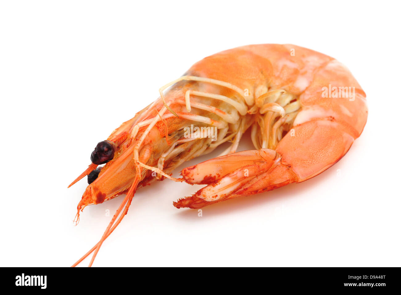 Prawn seafood Cut Out Stock Images & Pictures - Alamy