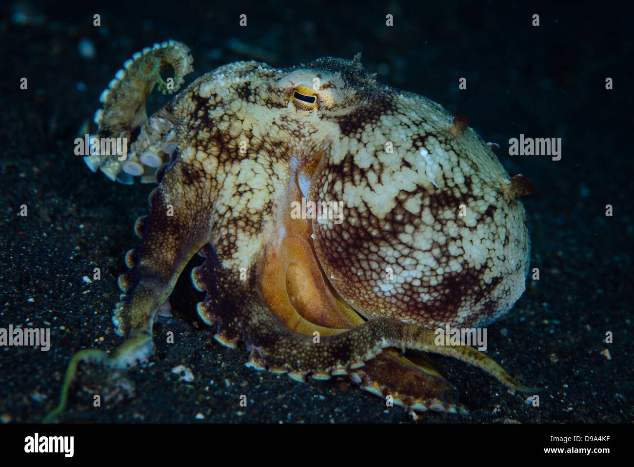 This Coconut octopus (Amphioctopus marginatus) was walking on the send ...