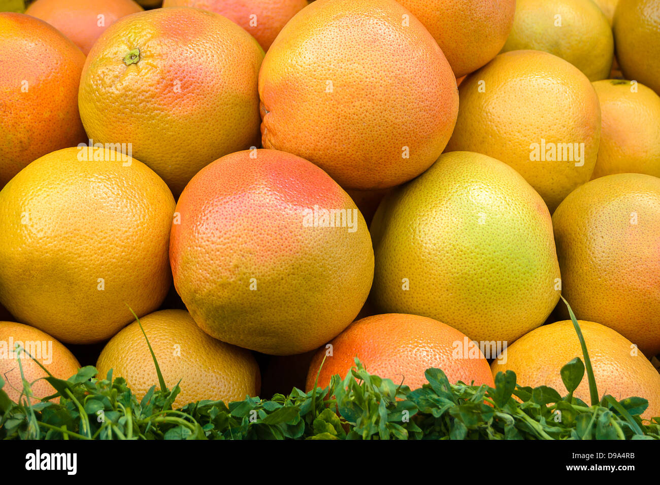 Full frame take of fresh grapefruit on a street market stall Stock ...