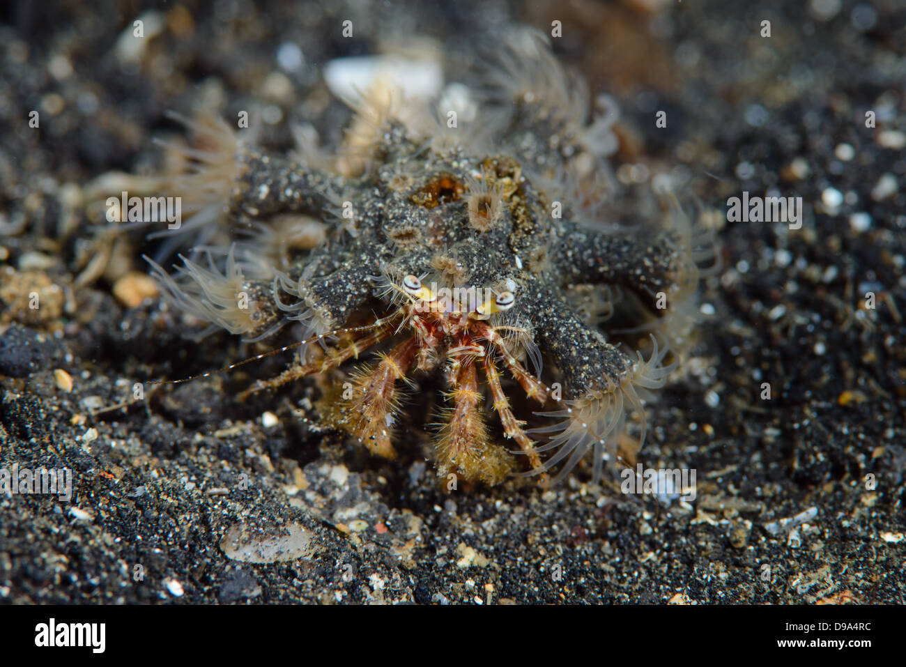 An anemone Hermit Crab with anemone living on its shell Can see the two ...