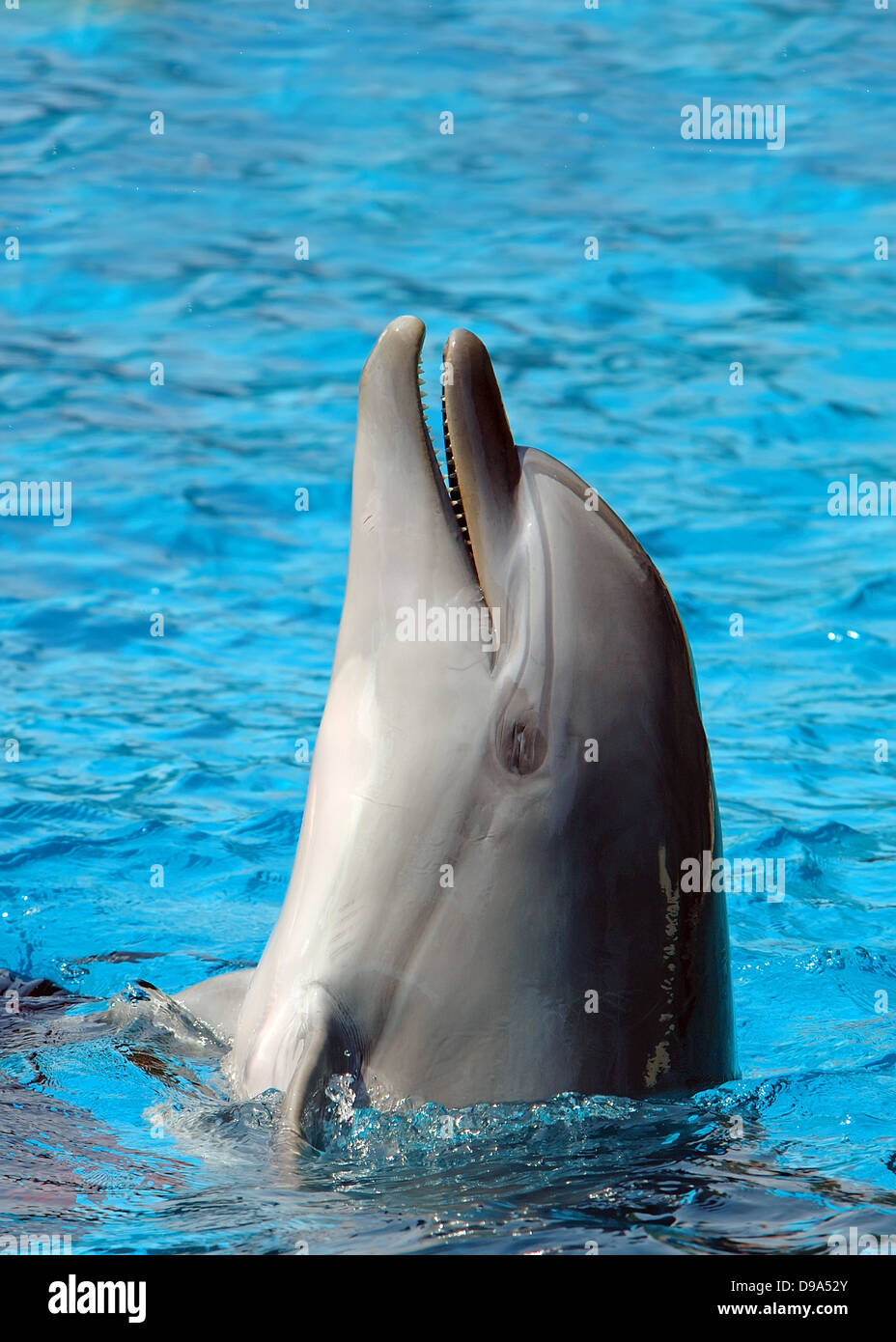 Bottlenose dolphin hi-res stock photography and images - Alamy