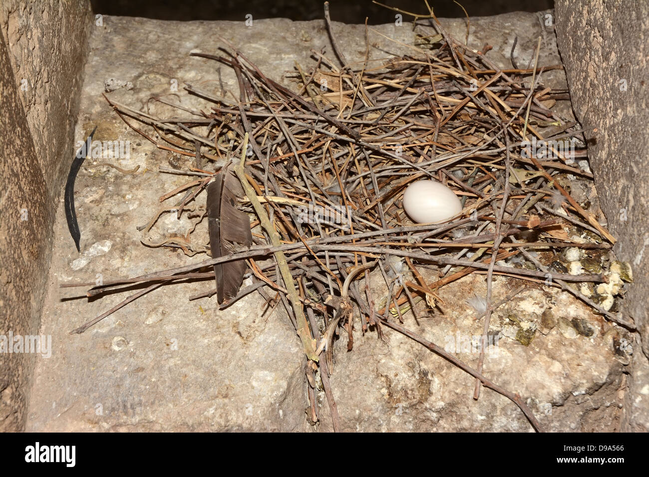 Pigeon egg hi-res stock photography and images - Alamy