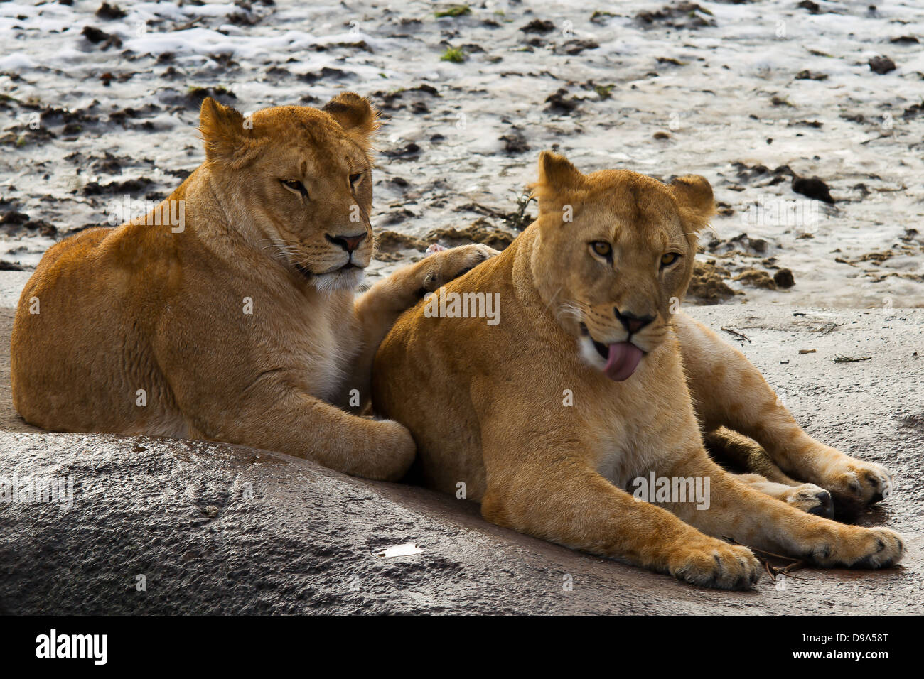 Lion Two Lionesses Stock Photos & Lion Two Lionesses Stock Images - Alamy