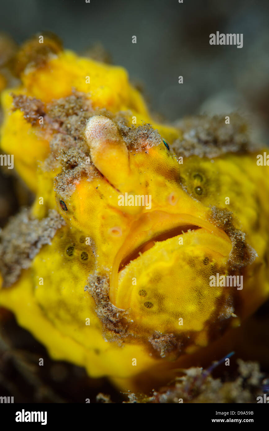 A yellow warty frogfish, antennarius maculatus from the Lembeh Strait ...