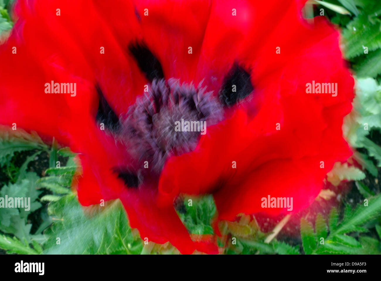 Wind poppy hi-res stock photography and images - Alamy