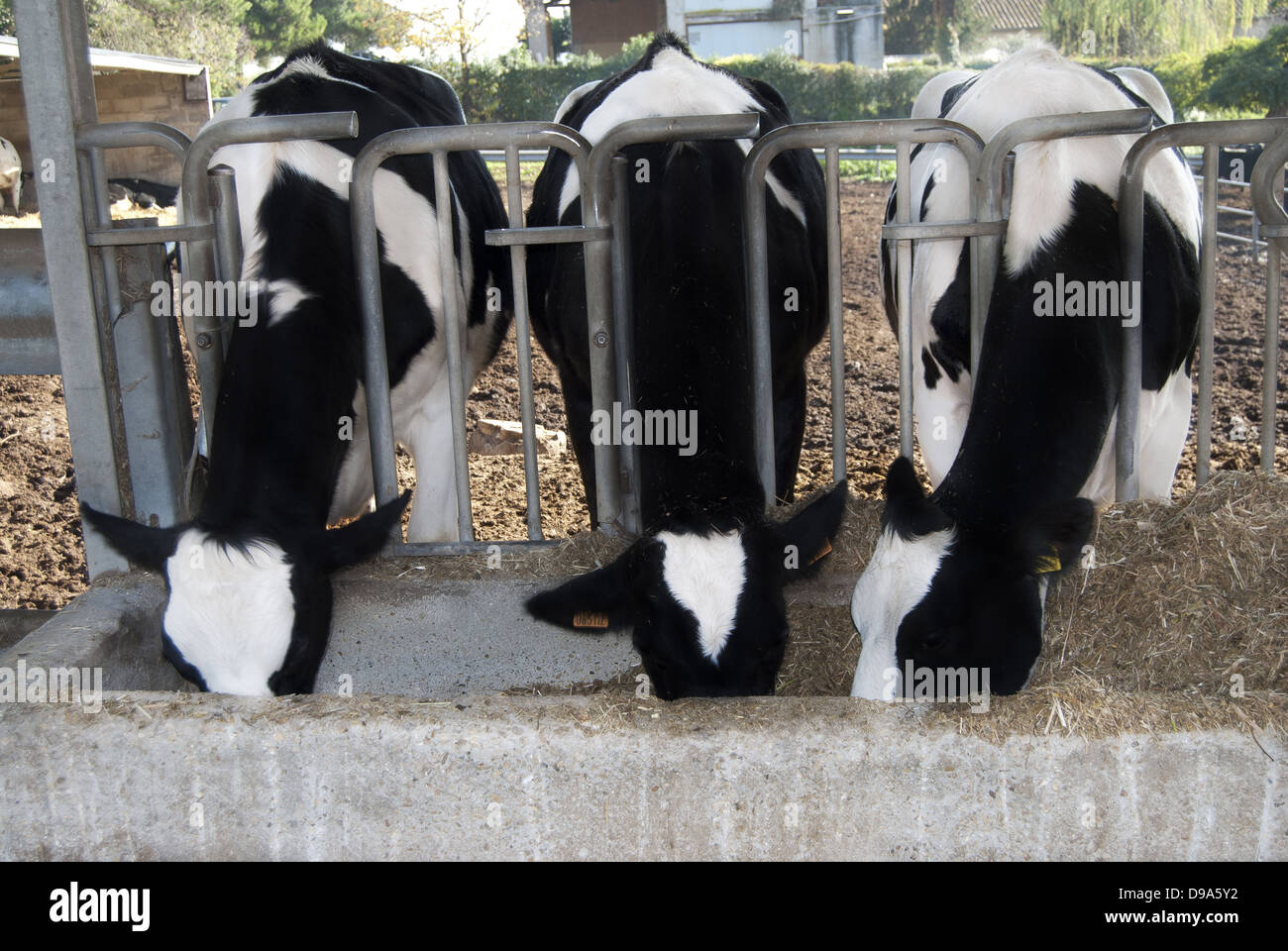 some cows while eat in a great cattleshed Stock Photo - Alamy