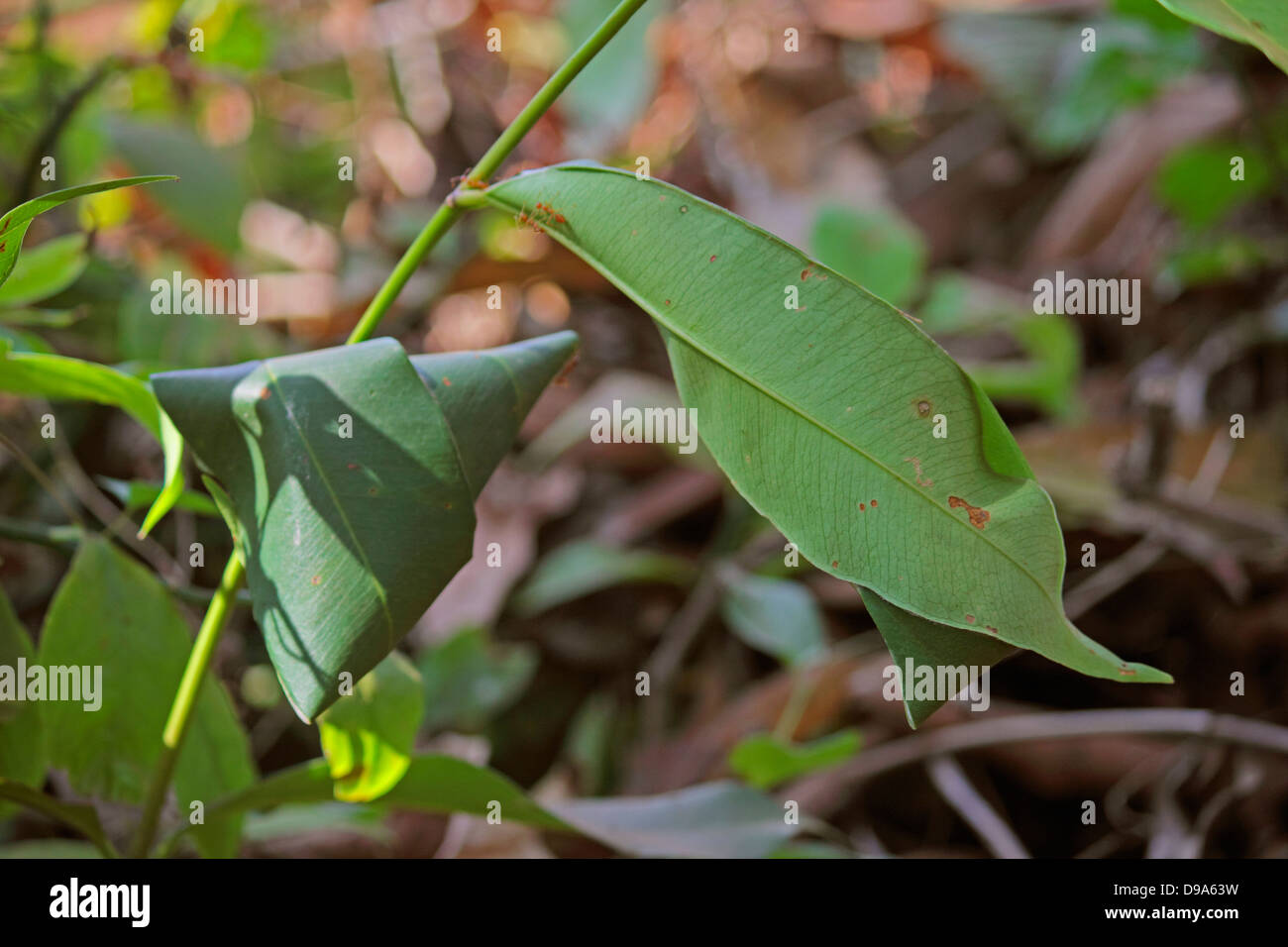 Ants nest of green leaves, red tailor ants, oecophyila smaragdine ...