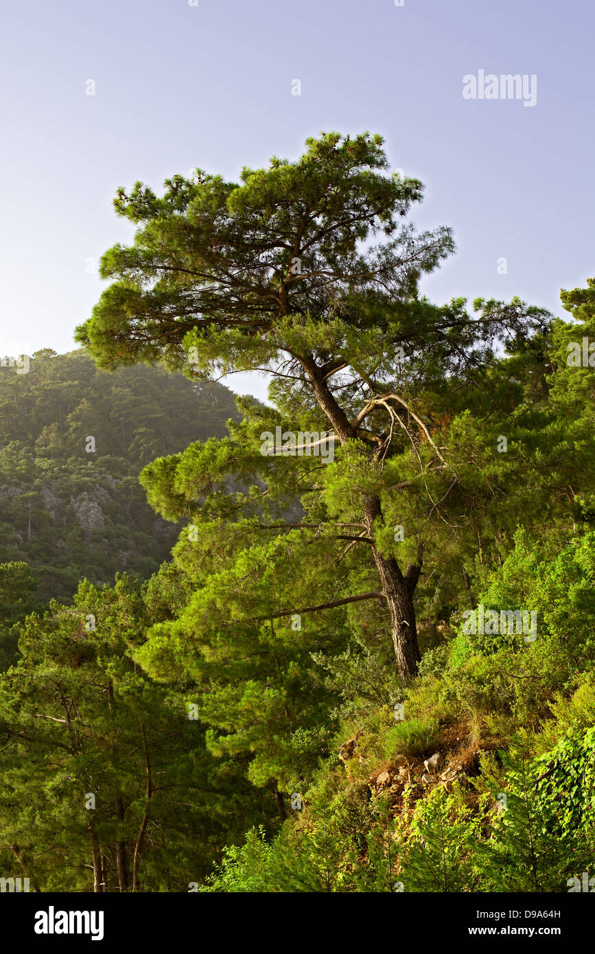 Pine tree on the mountain Stock Photo - Alamy