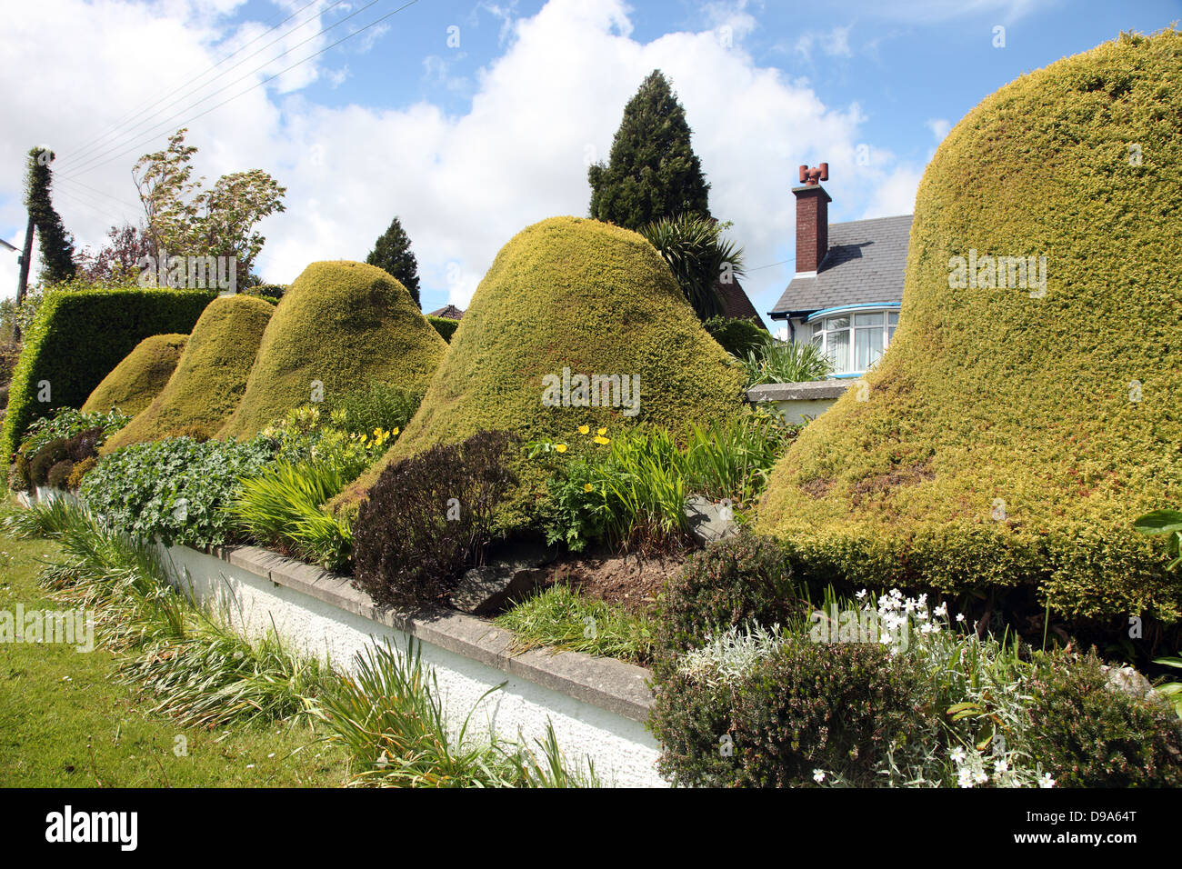 Conifer topiary in a Northern Ireland garden Stock Photo - Alamy